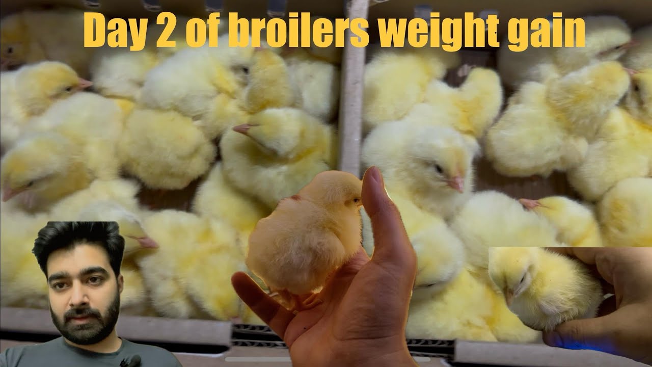 Day 2 of broiler weight gain ? Small scale broiler farming in pakistan ...