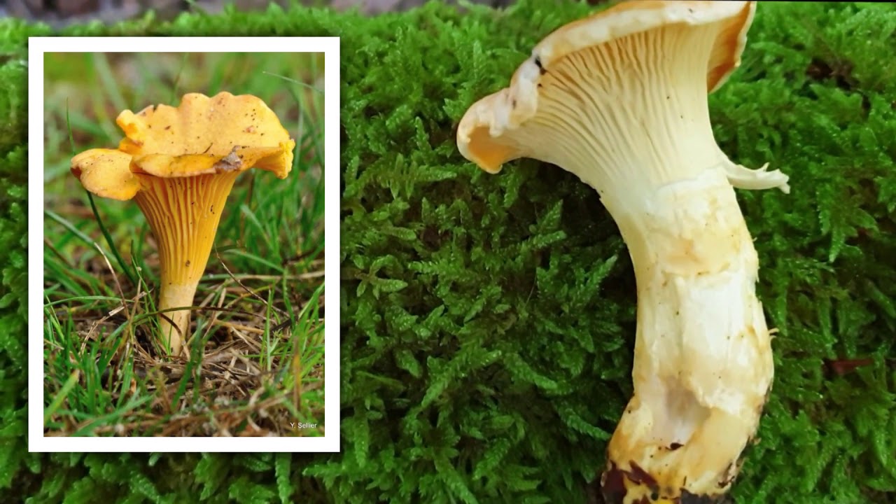 Cantharellus Pallens ! La Girolle Pruineuse ! - YouTube