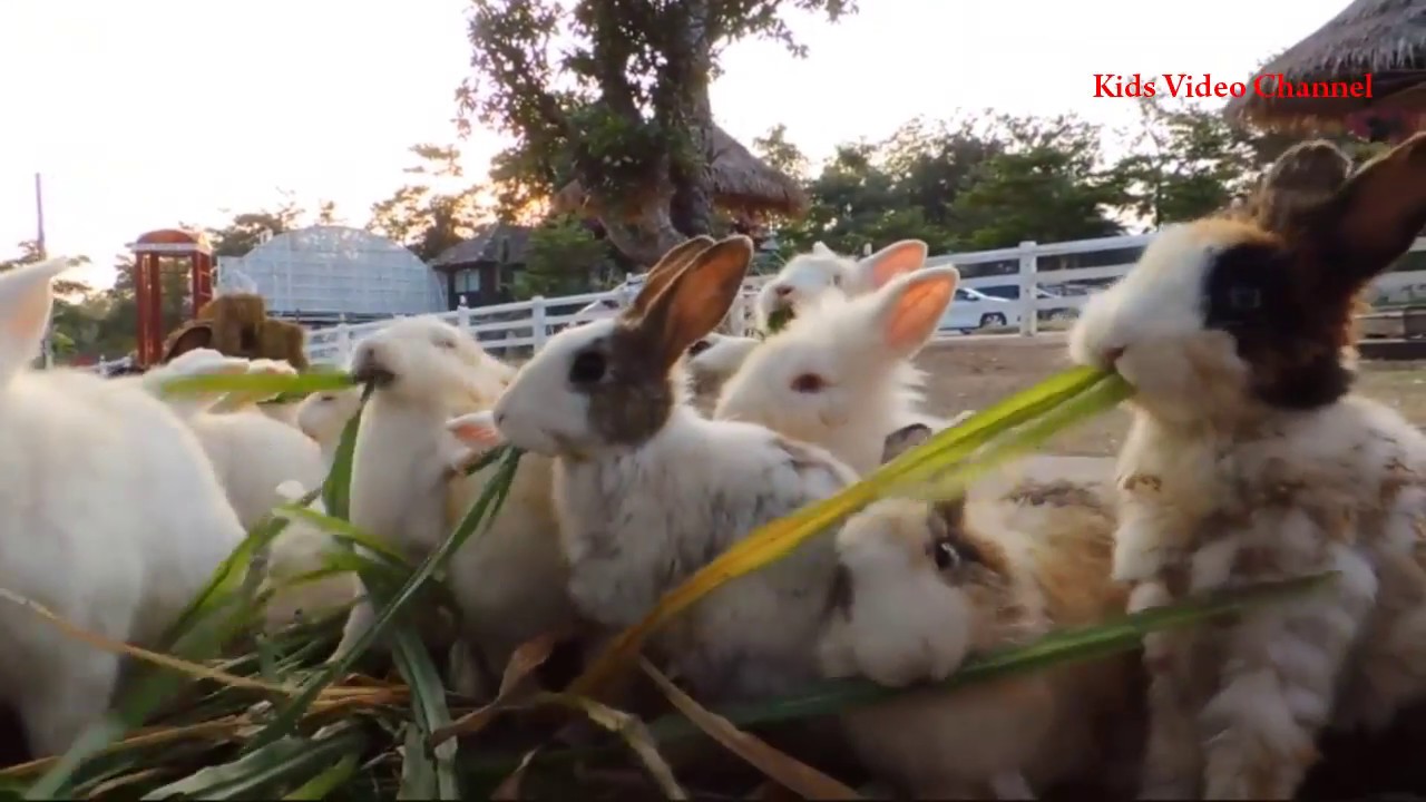 Pet Animal | Animal | Rabbit Food | Rabbit Videos Compilation | ទន្សាយ ...