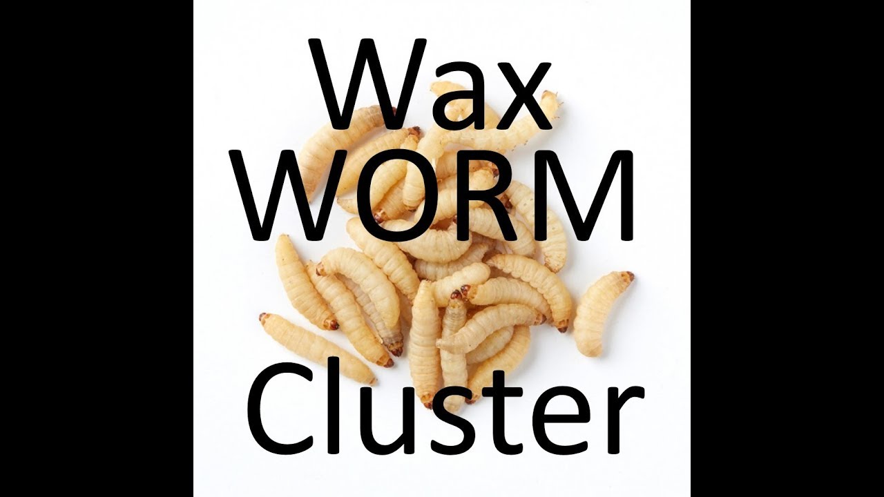 The Deadly Grub or Wax Worm cluster TRACYS PICKS VOL 2 - YouTube