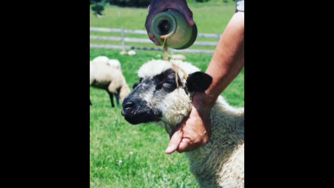 #80/EL PODER DE LA UNCIÓN CON ACEITE/ video/Pastor Gustavo Ordoñez ...