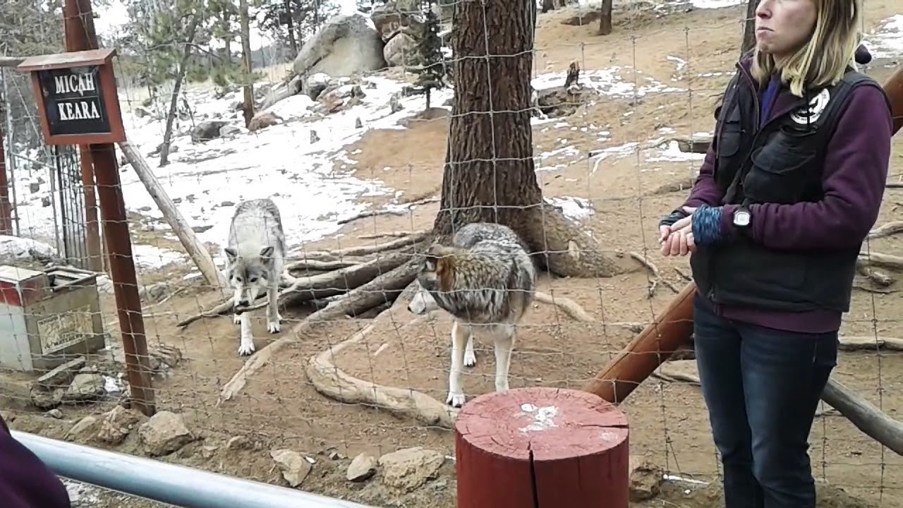 Wolf showing off his bone and bushy tail. - YouTube