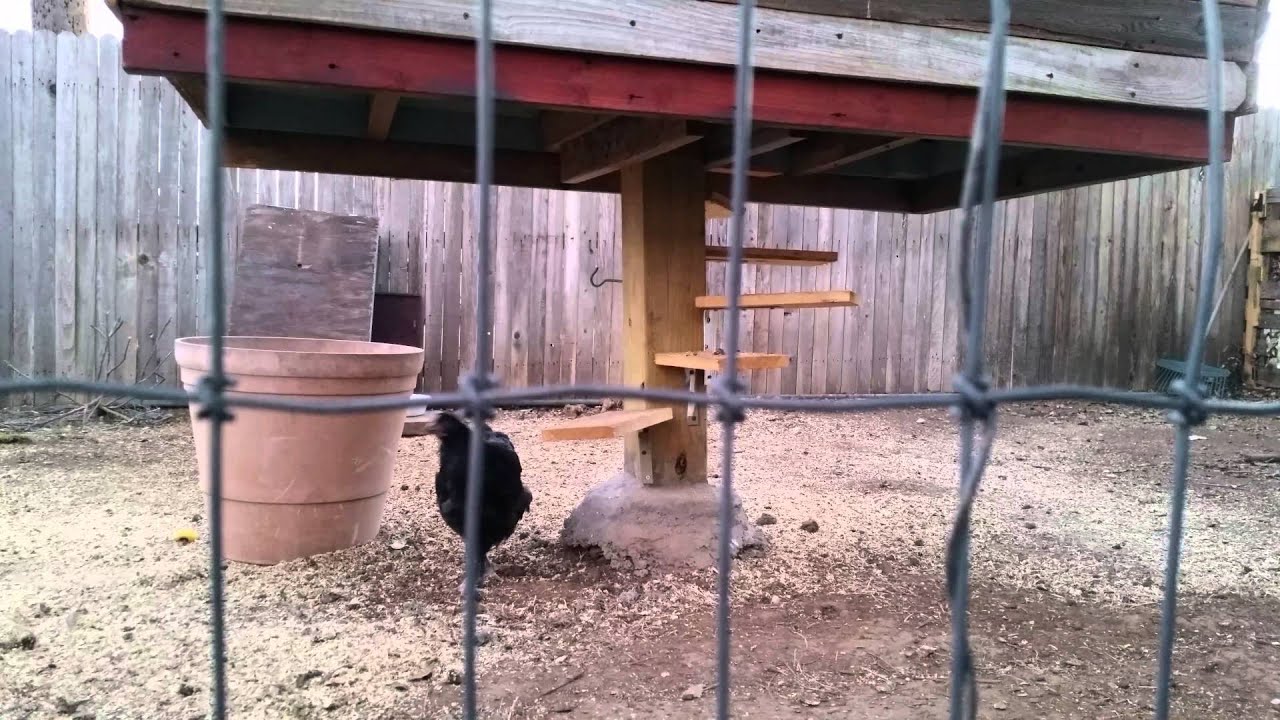 Chickens use the spiral staircase. - YouTube