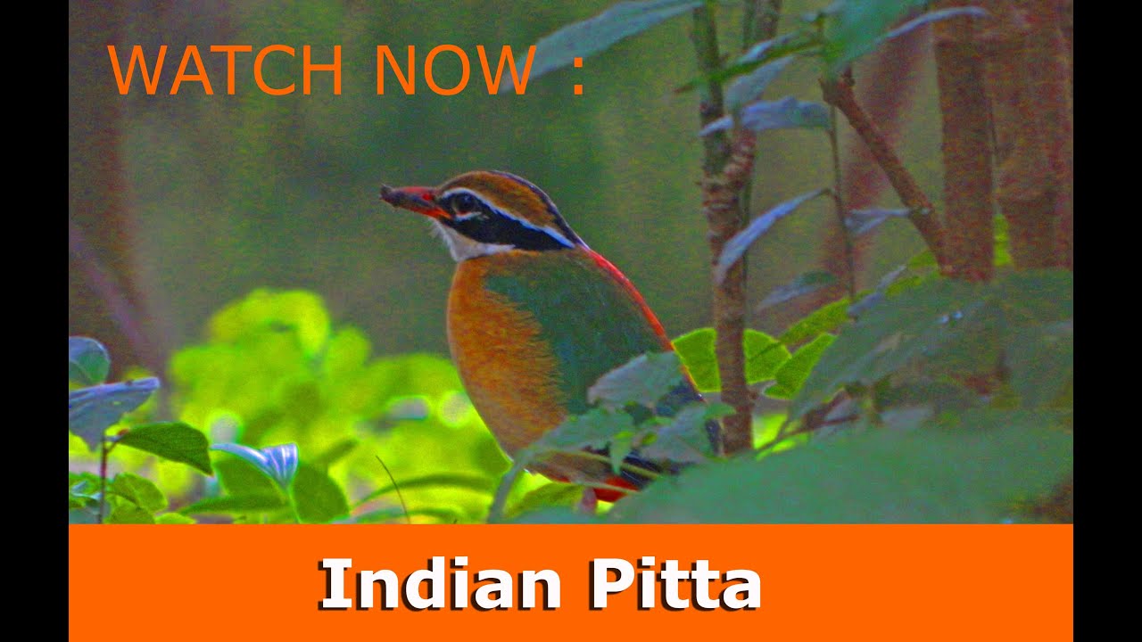 Indian Pitta - YouTube