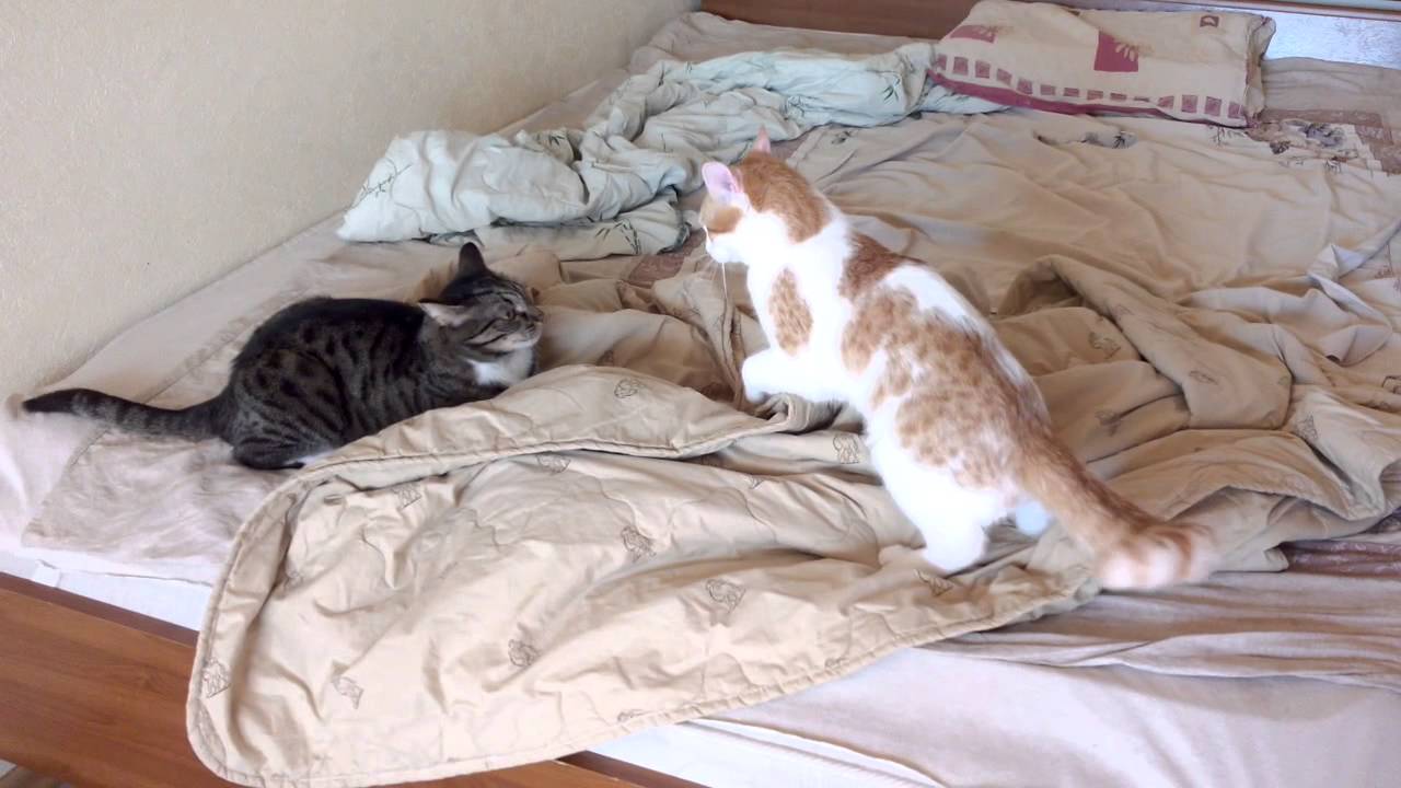 Кошки дерутся - 3 / Cats fight - YouTube