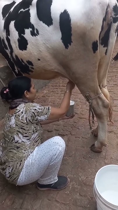 Gay Ka Dudh Nikaalte Hue Youtube