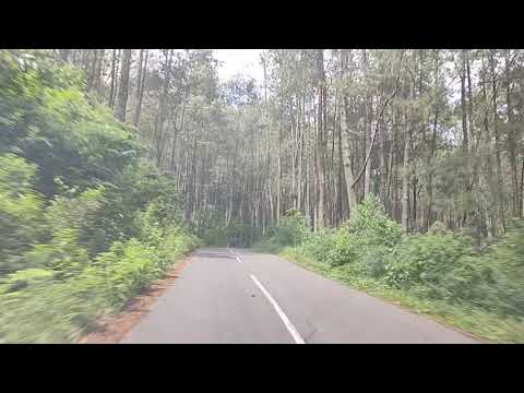 ABg - Jalan Hutan Pinus di Karaha (Pine forest road)