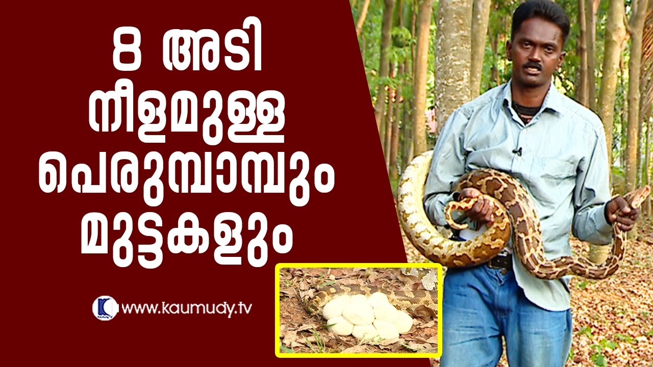 Amazing 8-feet Python and its eggs | Snake Master EP 243 | Kaumudy TV ...
