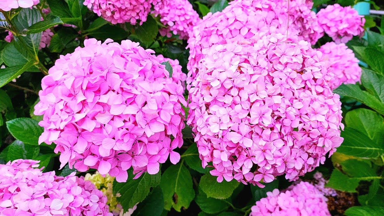 How to change flower colours from pink white to purple and blue 🌼🌸🌻🌼🌹 ...
