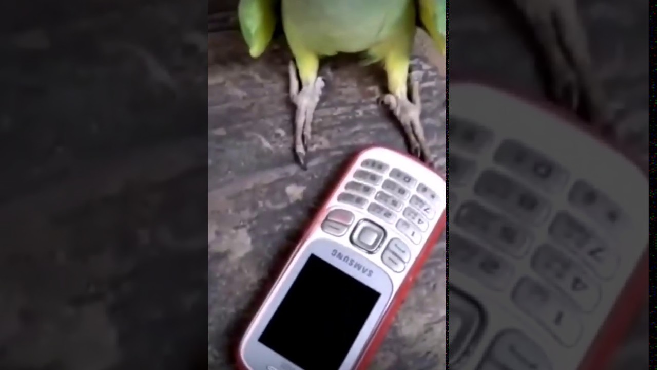 Amazing parrot talking phone | mithu playing mobile - YouTube