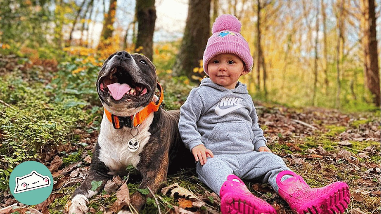 Tiny Baby Meets New Staffy Brother. Now They’re A Match Made In Heaven ...