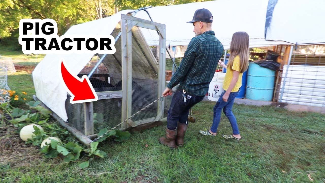 New Way To Move Two Pigs YouTube New Way To Move Two Pigs YouTube