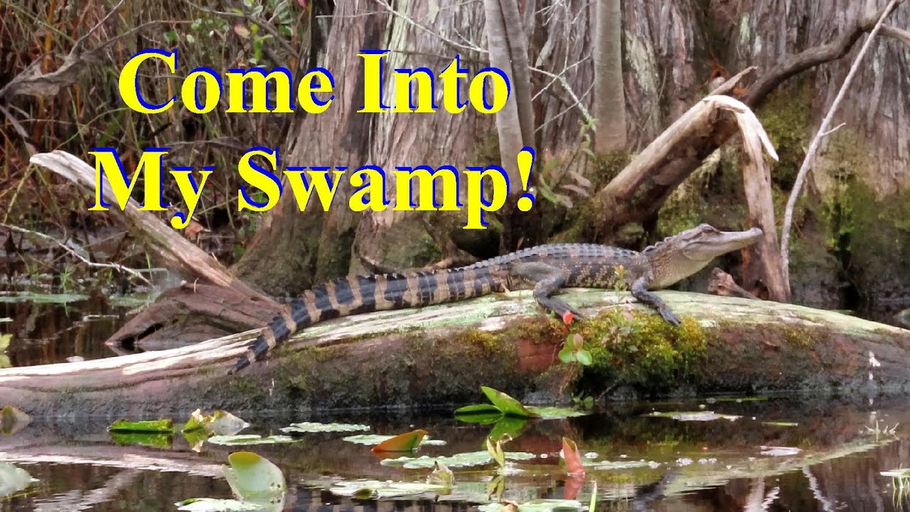 The Amazing Wildlife in a swamp, The Stephen Foster State Park and the ...