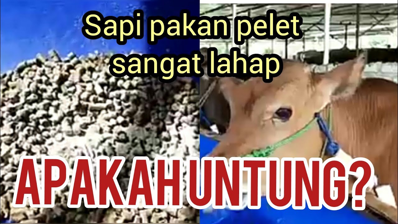 TERNAK SAPI PAKAN PELET APAKAH UNTUNG? sapi lemu - YouTube