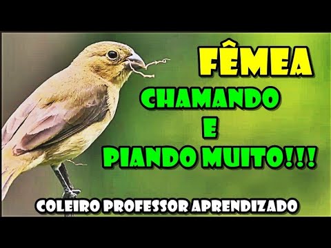 Fêmea de Coleiro Chamando e Piando Muito - Ótimo Para Estimular Seu ...
