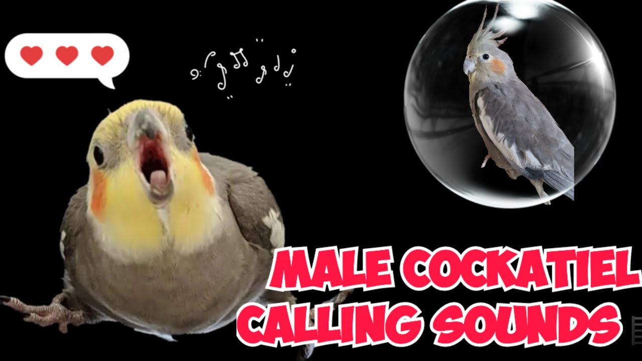 How Male Cockatiel Parrot Calls Female #cockatiel #parrot #matingcall # ...