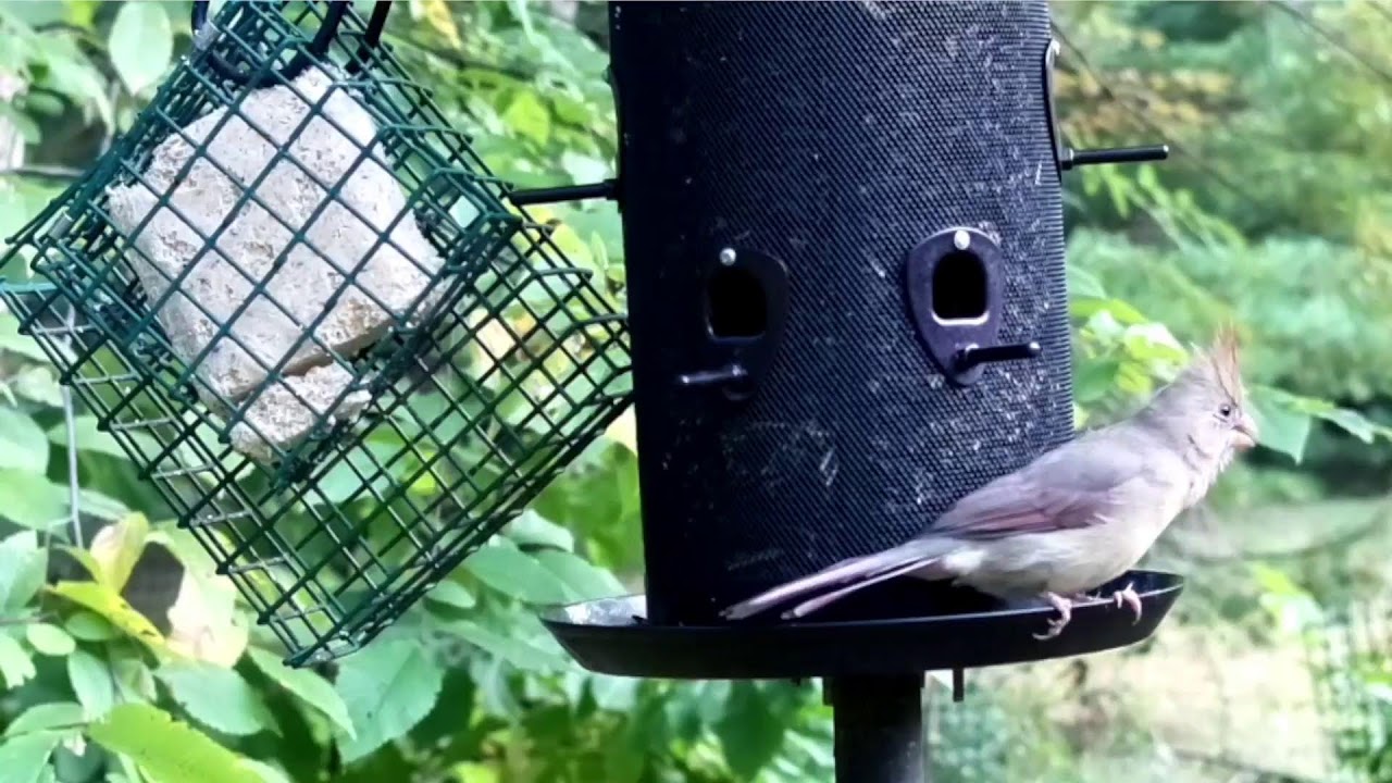 Live - Bird Feeder Cam - Stow OH - YouTube