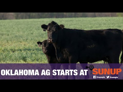 Cow-Calf Corner - The stages of calving (1/12/19) - YouTube