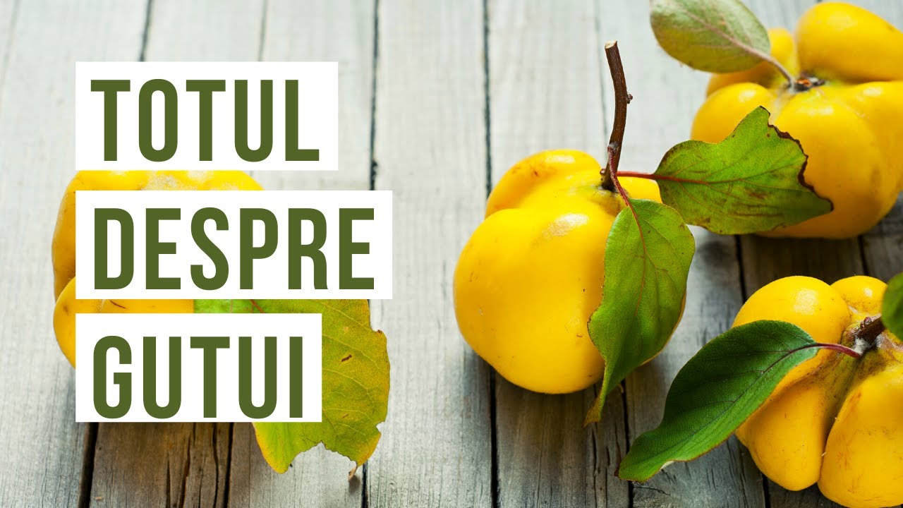 Cum recoltăm corect gutuile | Totul despre GUTUI | Viața în grădină ...