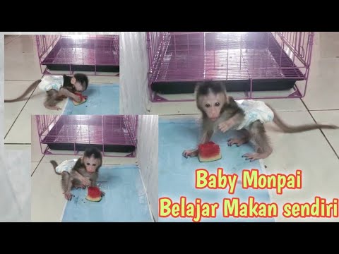 Baby monpai belajar makan sendiri @monyetlucu57 - YouTube