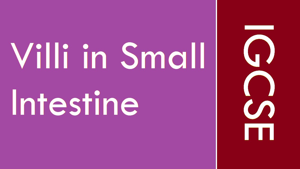 IGCSE BIOLOGY - Villi in Small intestine - YouTube