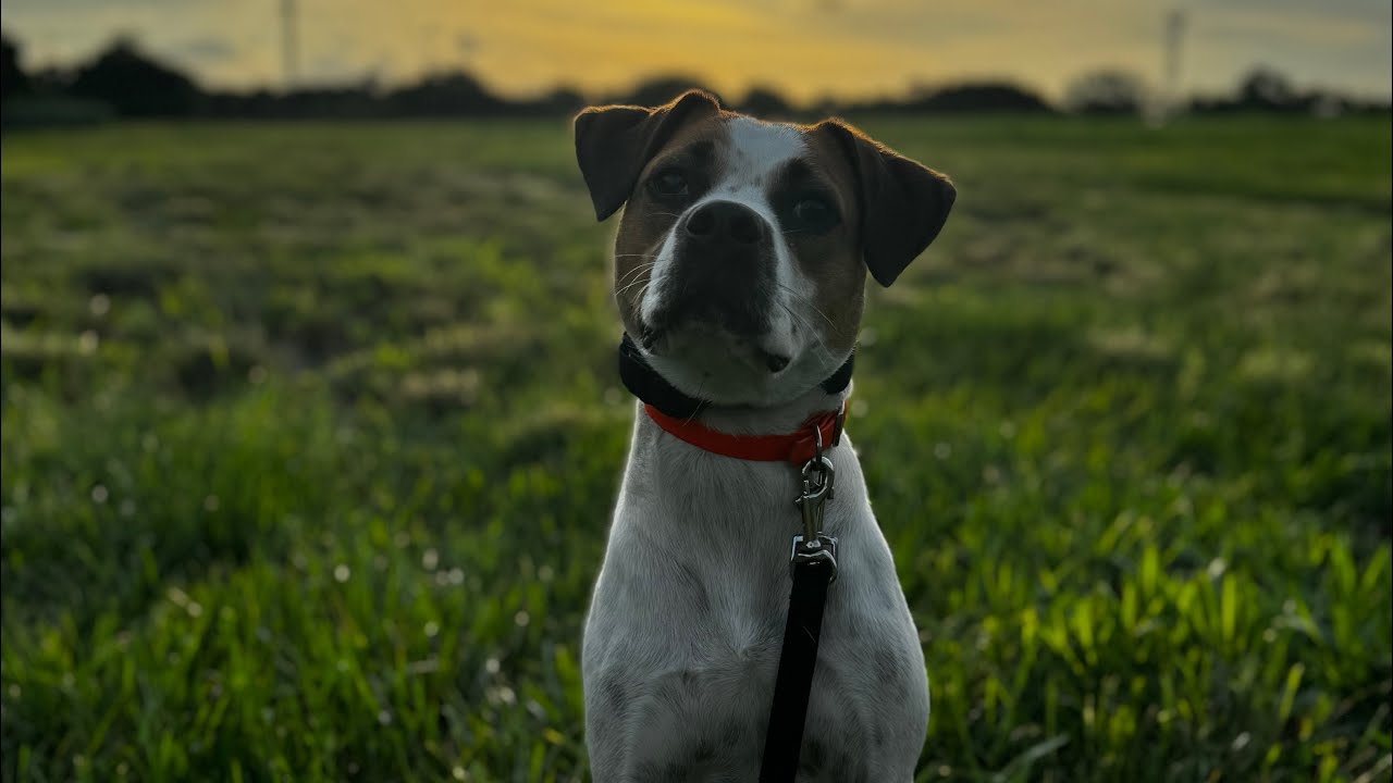 1yr 10mo Beagle Mix “Romy” | Port St Lucie Dog Trainers | Treasure ...