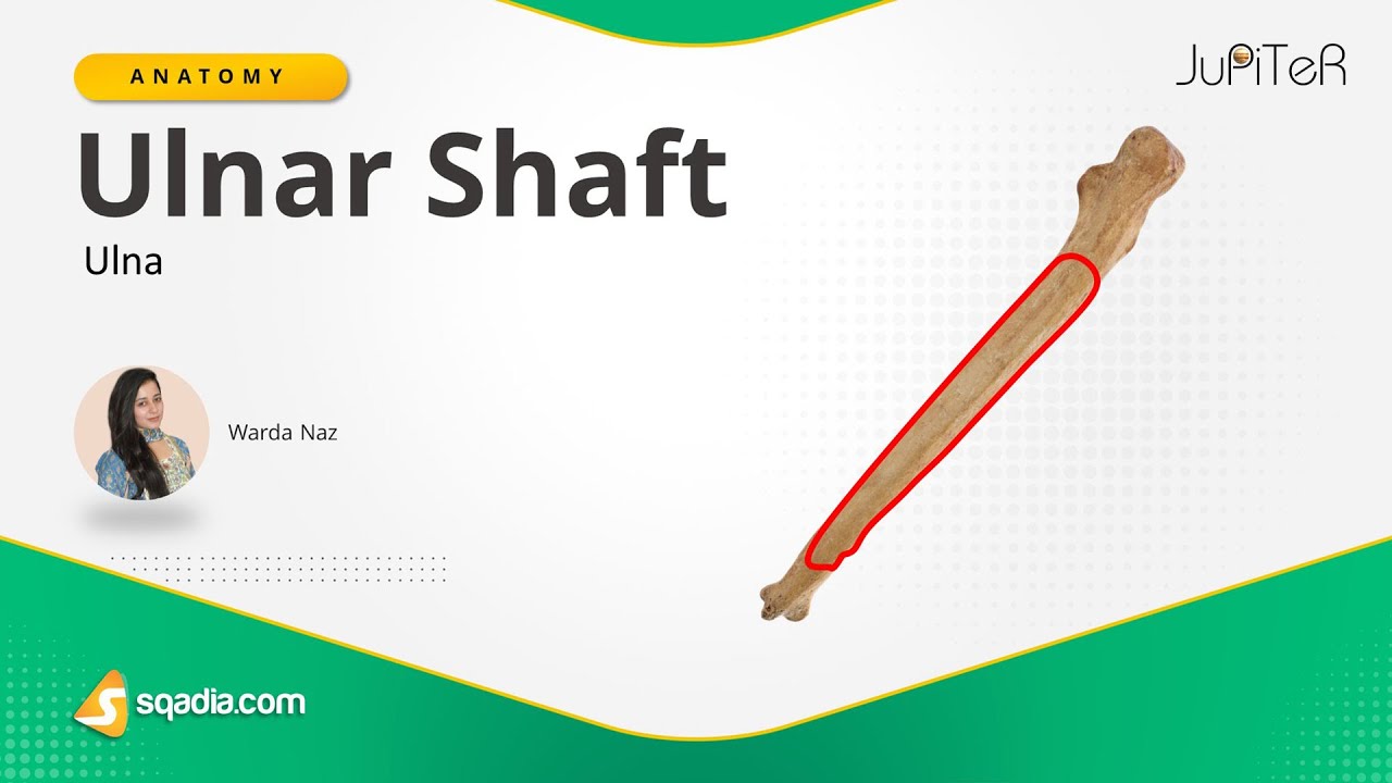 Ulna | Ulnar Shaft | Bone Anatomy | Upper Limb | Forearm Skeletal ...