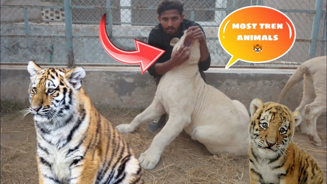 most tren animals 🐯 animals lover Waqaslion 🦁 - YouTube