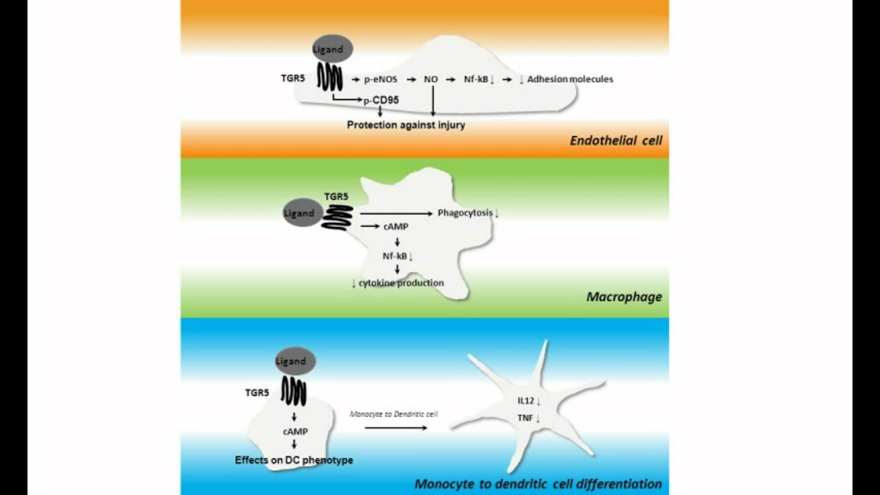 TGR5 in inflammation – Video abstract 40102 - YouTube