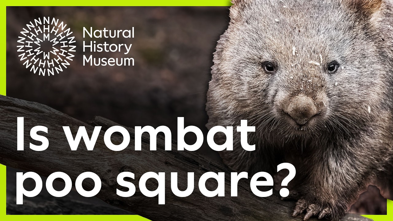 Why is wombat poo square? | Surprising Science - YouTube