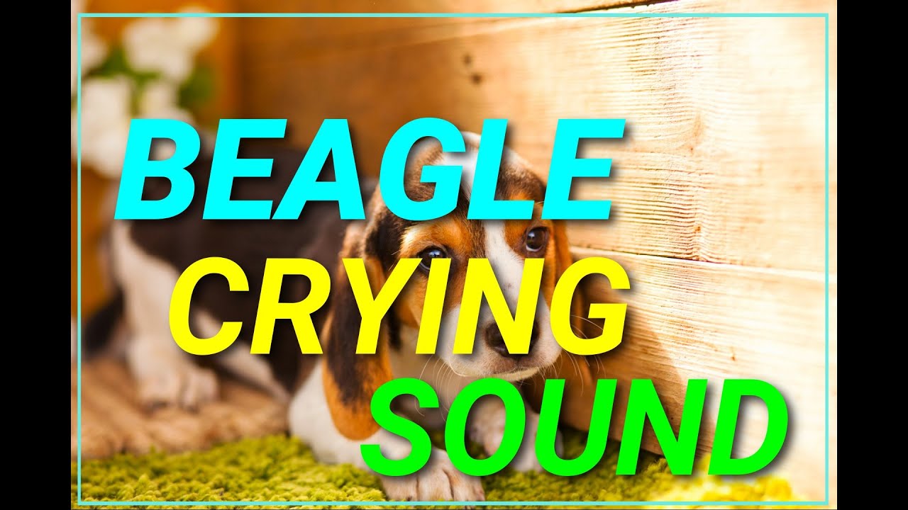 Beagle crying sound | Animals | Dog | Domestic | Cute - YouTube