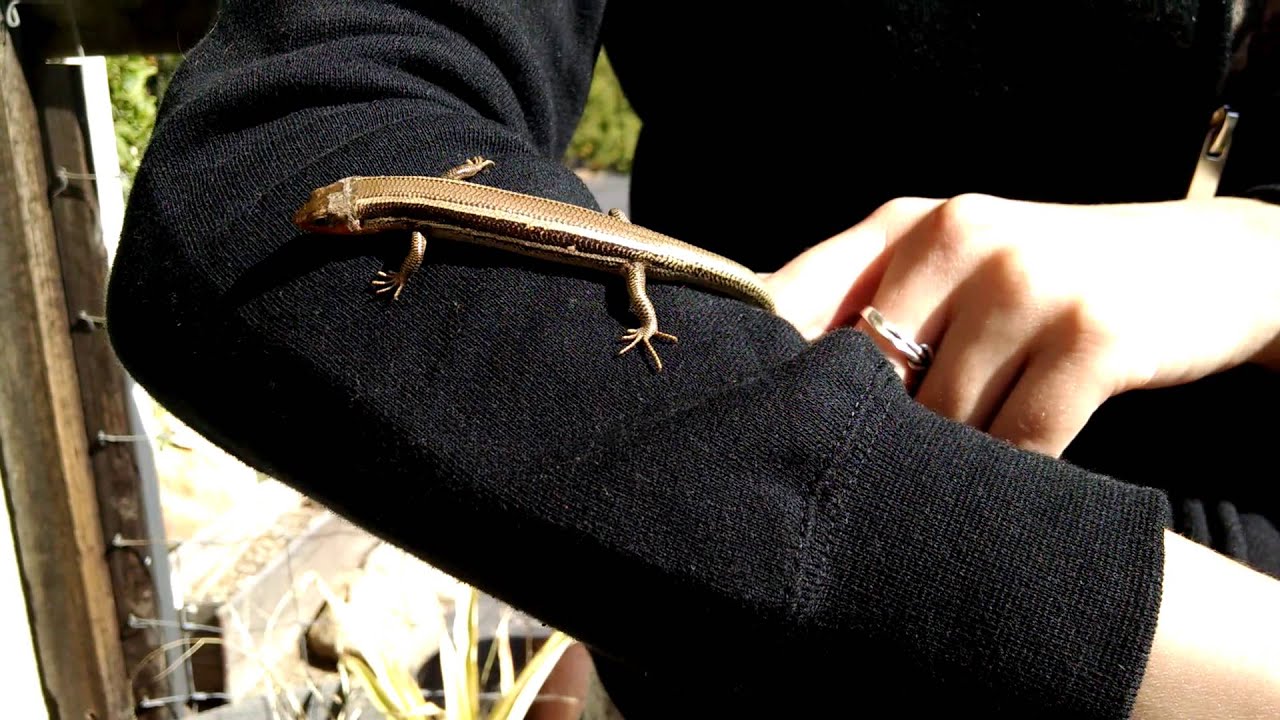 Prairie skink (orange throated skink) - YouTube