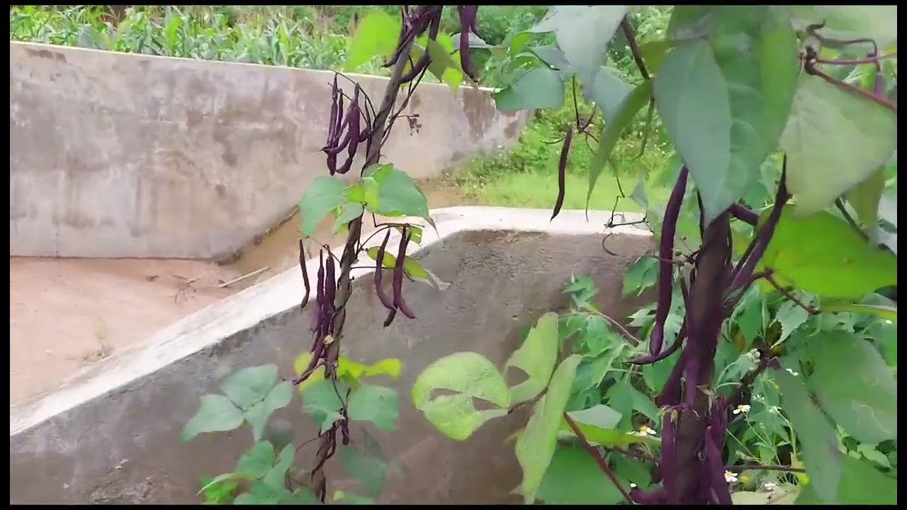 15/5/2023 hnub no mus de taum thiab ntais pob kws - YouTube