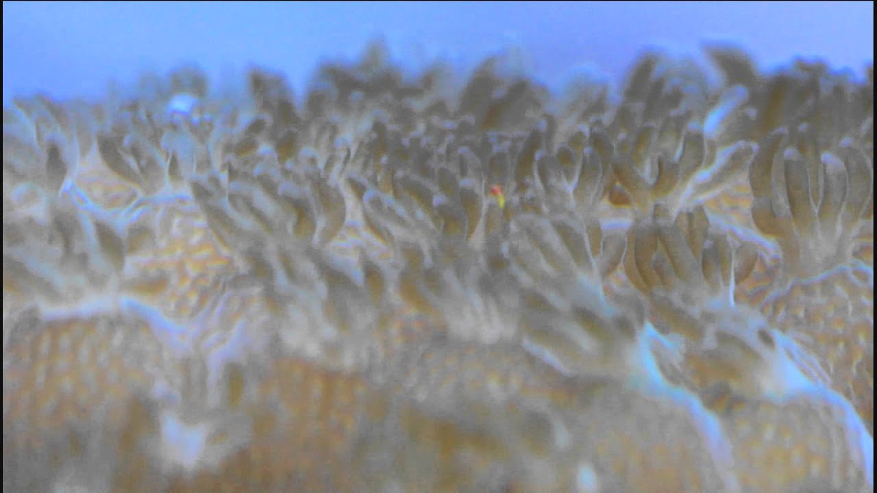 Red bugs on Acropora and black bugs on Montipora in Saltwater tank ...