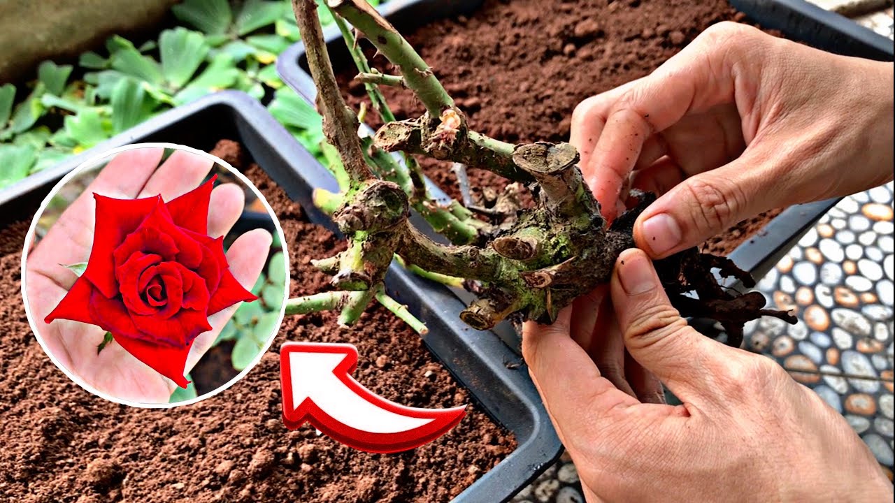 How to grow Roses at Home - YouTube