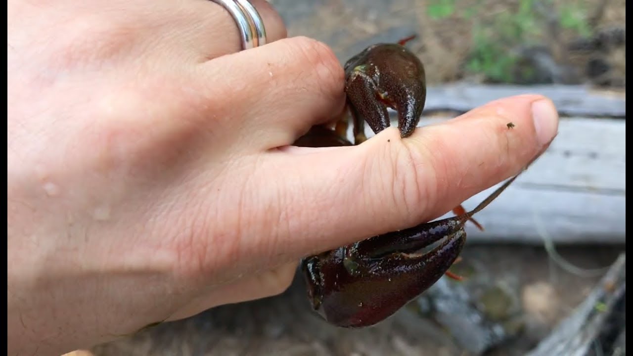 sunriver oregon cray fishing on deschutes river - crayfishing fish and ...