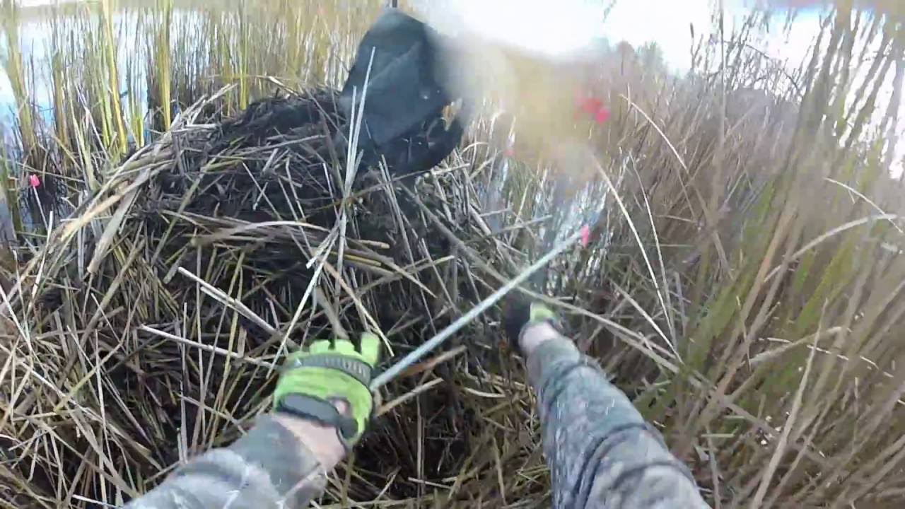 trapping muskrats in 3's - YouTube