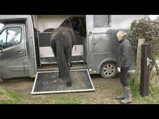Apollo's Horses Fed Horses For Sale Page 10 Of 18 The Horse