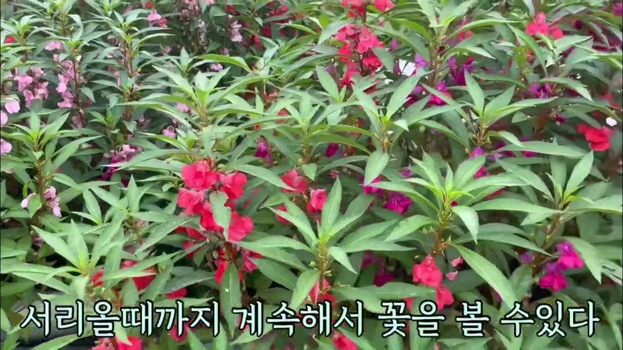 봉선화봉숭아 Youtube