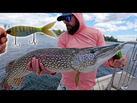 Glide Bait Fishing for Big Northern Pike