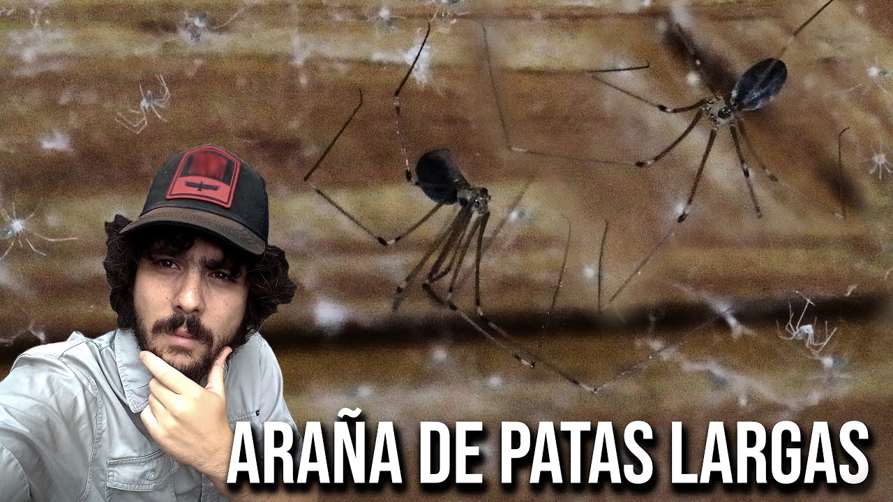 Araña de patas largas 4K (Pholcus phalangioides) Araña patona - YouTube