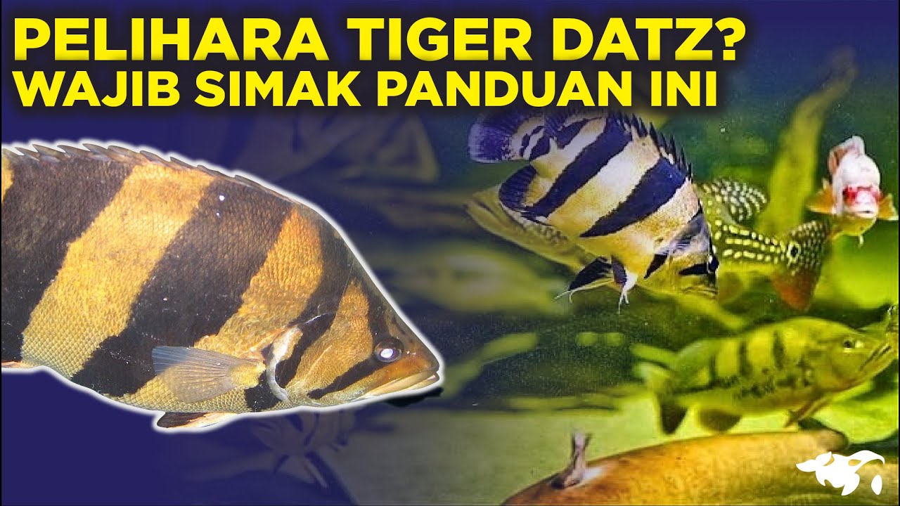 PANDUAN LENGKAP MERAWAT IKAN TIGER DATZ / DATNOID SEBAGAI IKAN HIAS ...