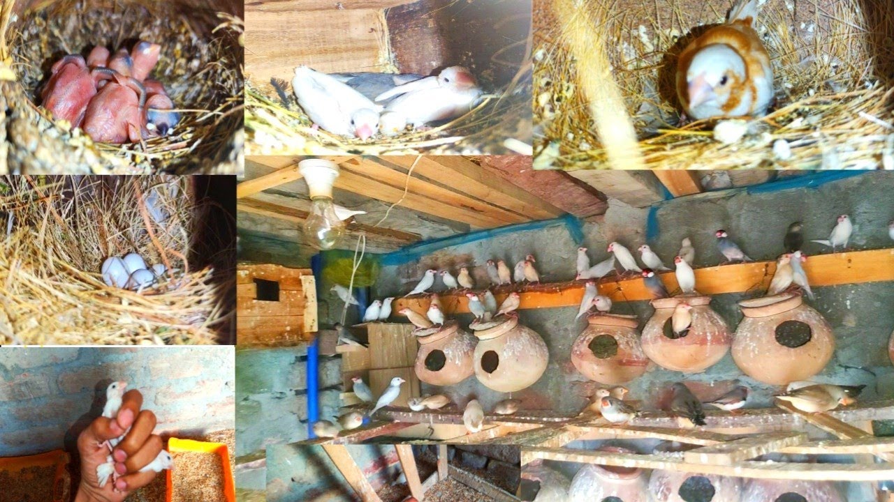 Java Finch & Zebra Finch Breeding Progress | Eggs to Baby Birds | April Breeding Update - YouTube