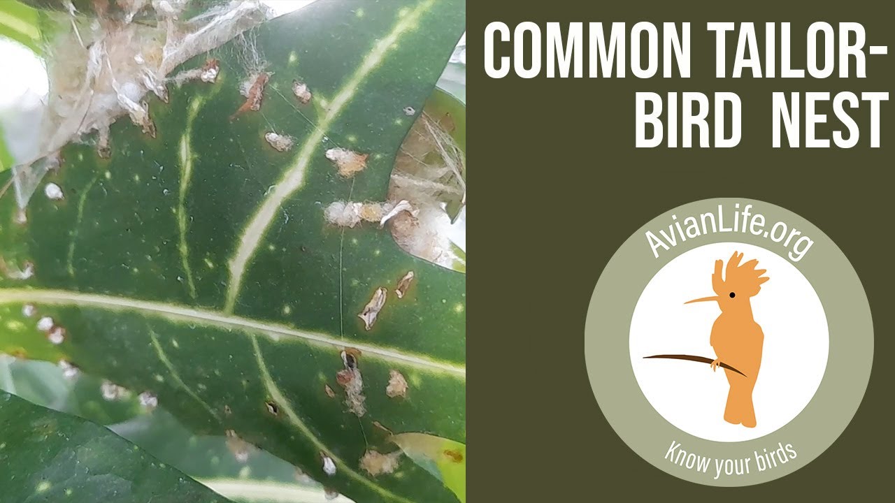 Common Tailorbird Nest - Orthotomus sutorius - YouTube