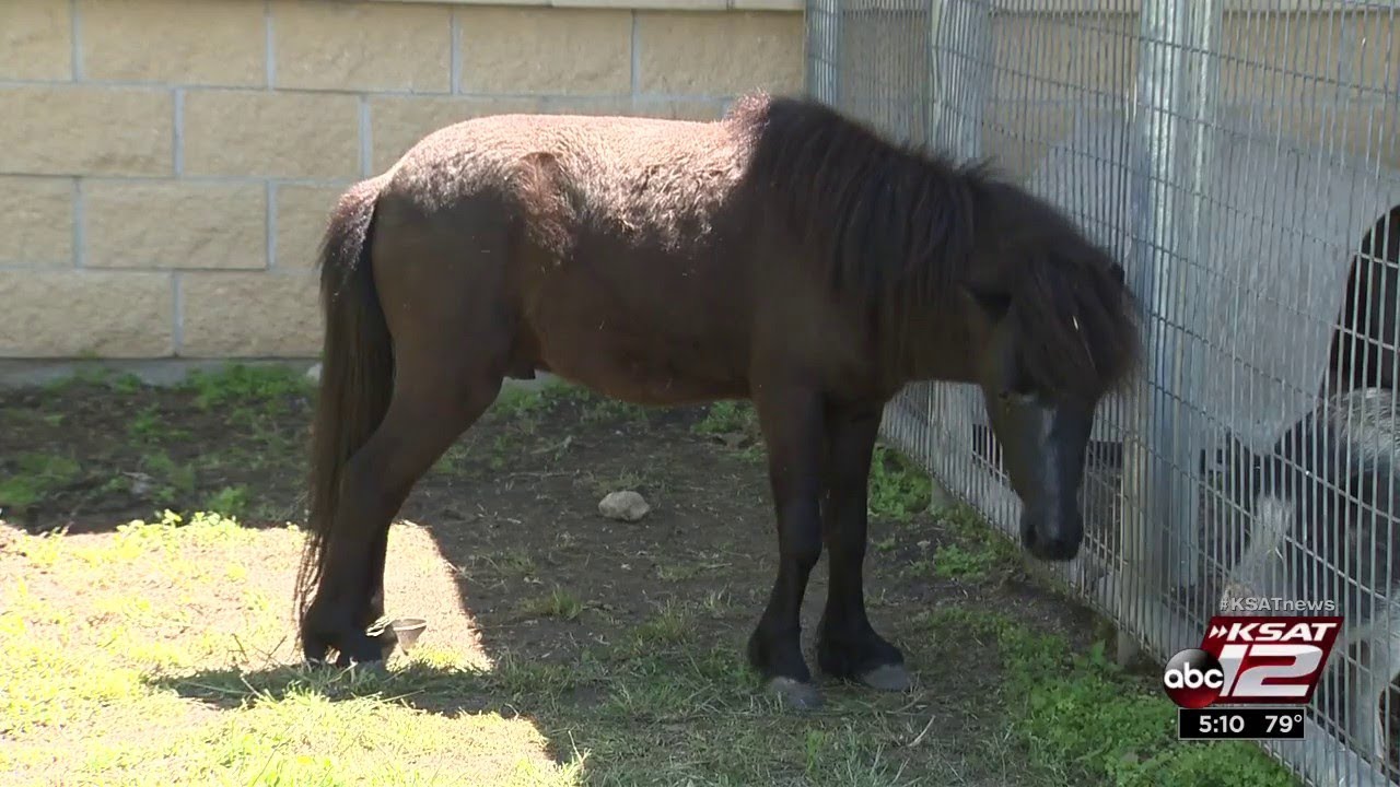 Stray pony found tied up at San Antonio baseball field - YouTube