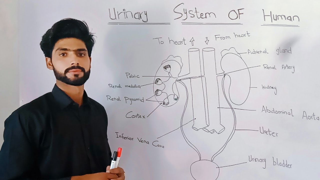 Urinary System of Human Class 10 | Urinary System Class 12 - YouTube