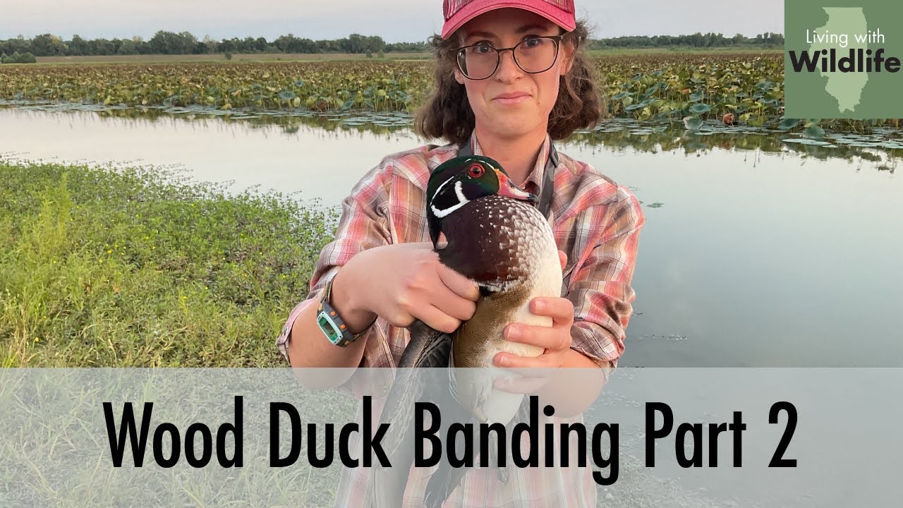 Wood Duck Banding Part 2 - YouTube