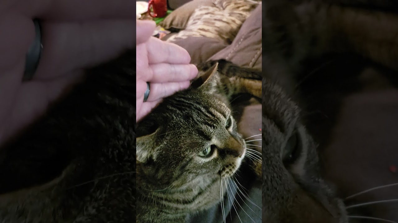 Karate Chop Cat - YouTube