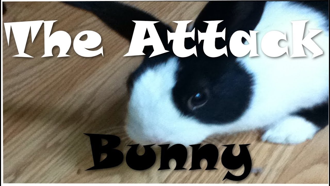 The Attack Bunny - YouTube