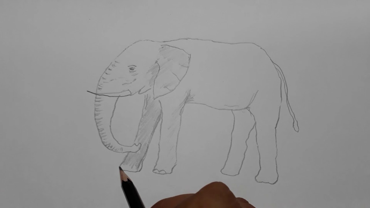 Basit Fil Çizimi | Easy Elephant Drawing - YouTube